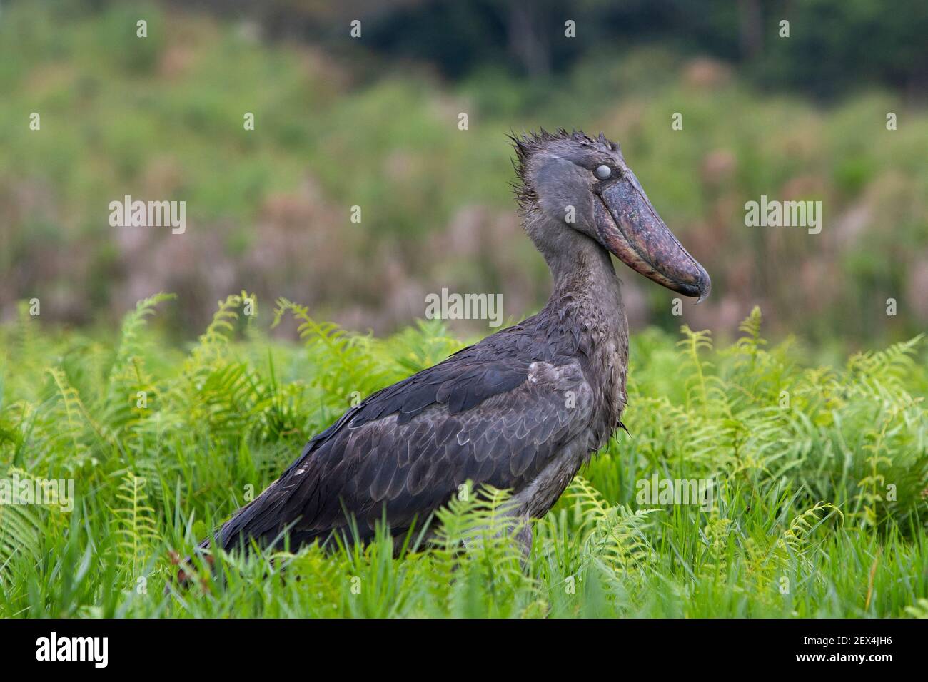 Shoebill (Balaeniceps rex) in a swamp, Mabamba bay, Lake Victoria ...