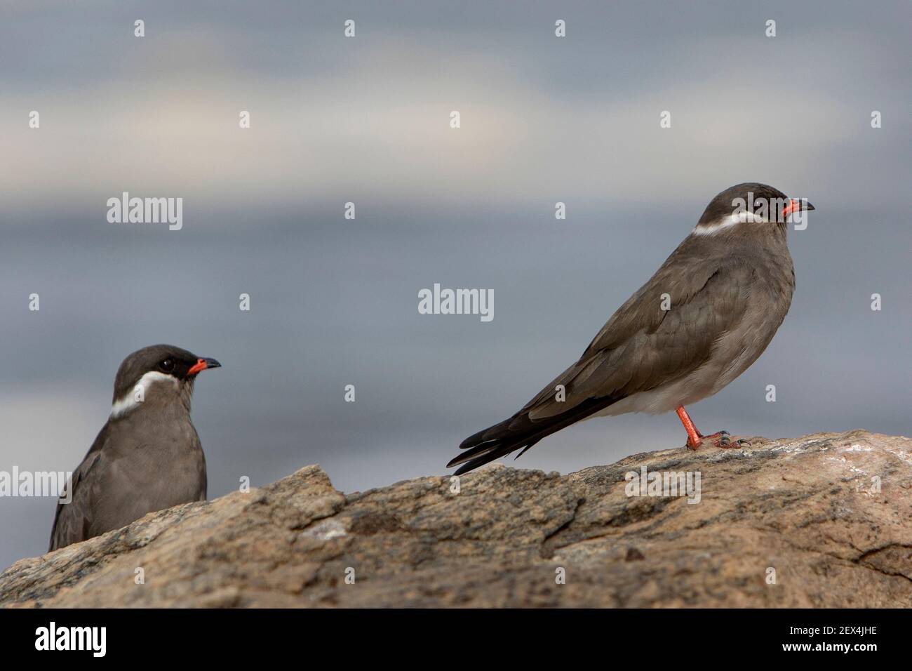 Murchison Falls National Parks High Resolution Stock Photography and ...