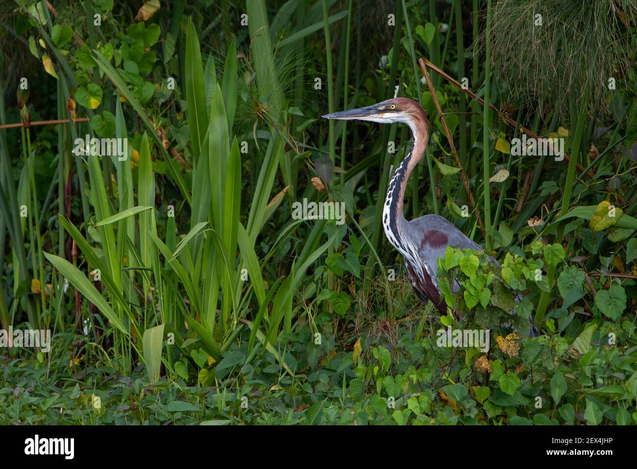 Goliath Heron (Ardea goliath) in a swamp, Murchison Falls National Park ...
