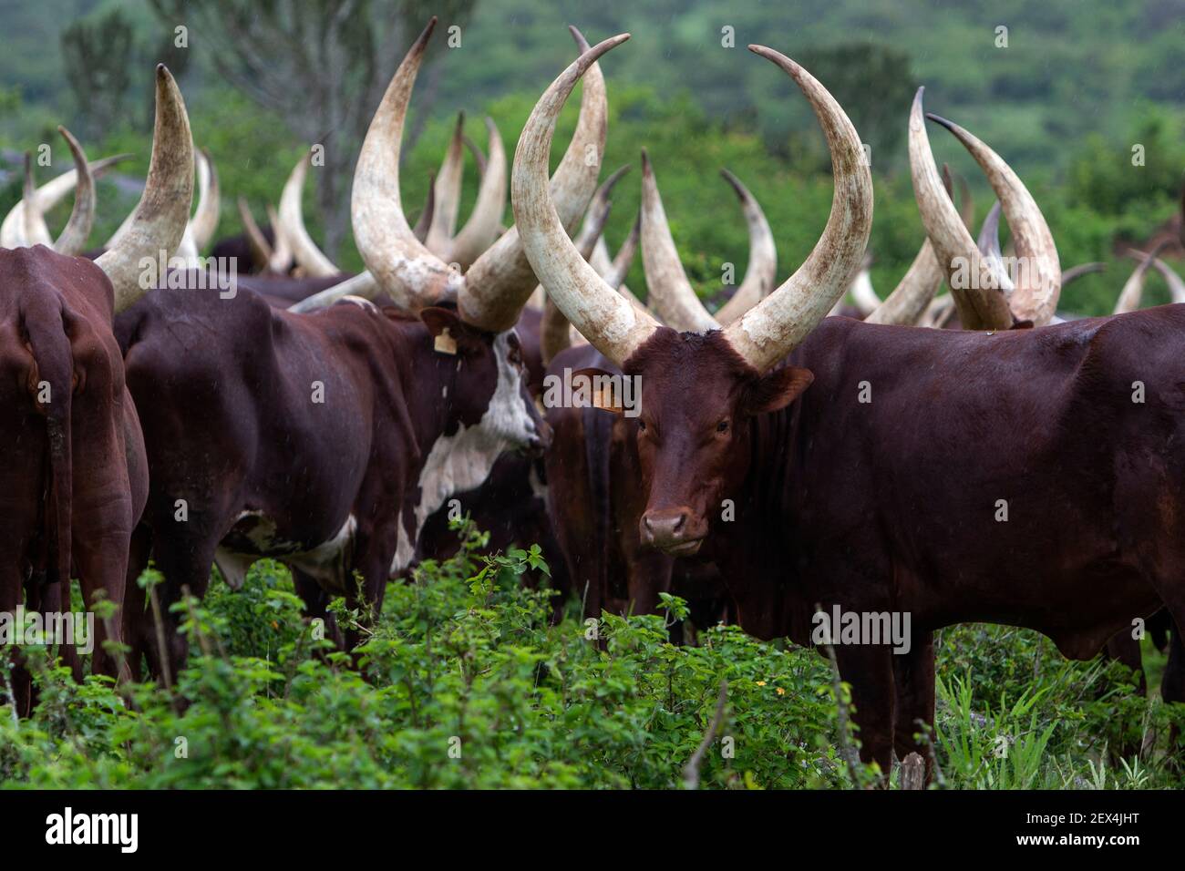 Ankole Cows, Sacred Cow of Africa, Kingdom of Ankole, Uganda Stock ...