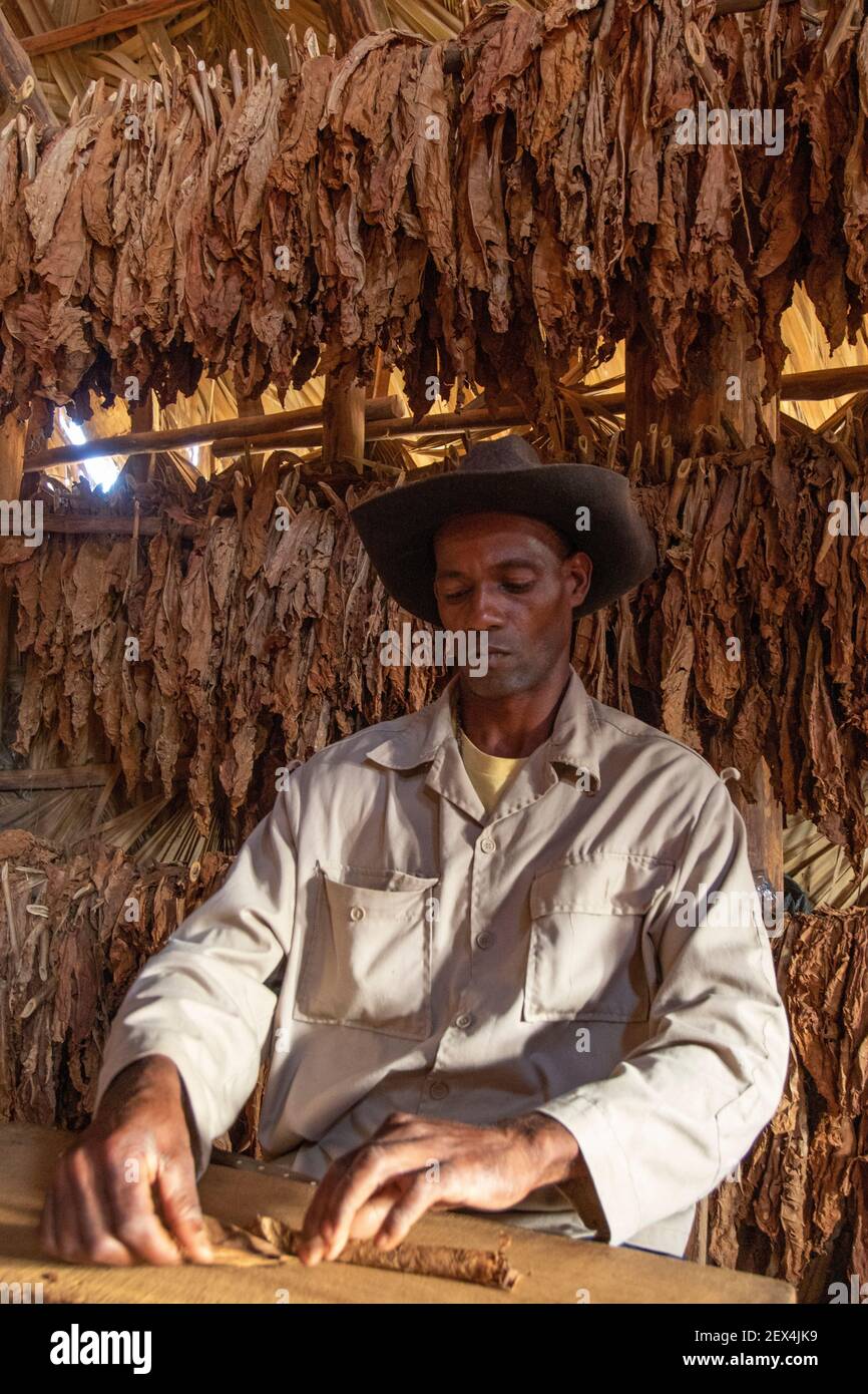 Cigar making hi-res stock photography and images - Alamy