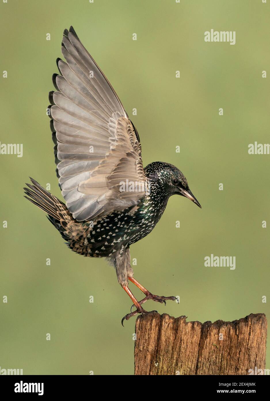 Single starling flight hi-res stock photography and images - Alamy