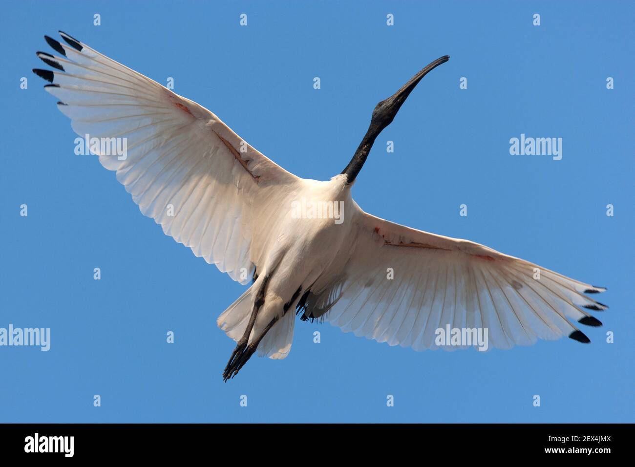 Sacred Ibis (Threskiornis aethiopicus) in flight, Dubai, United Arab ...