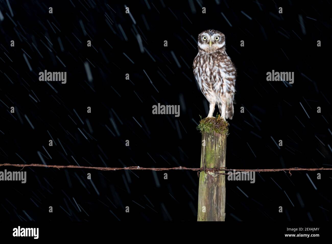 Little owl (Athena noctua) perched on a post during a snow storm ...