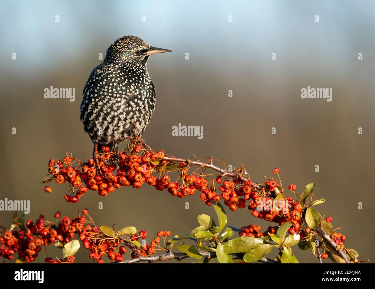 Starling (Sturnus vulagaris) perched on a pyracantha, England Stock ...