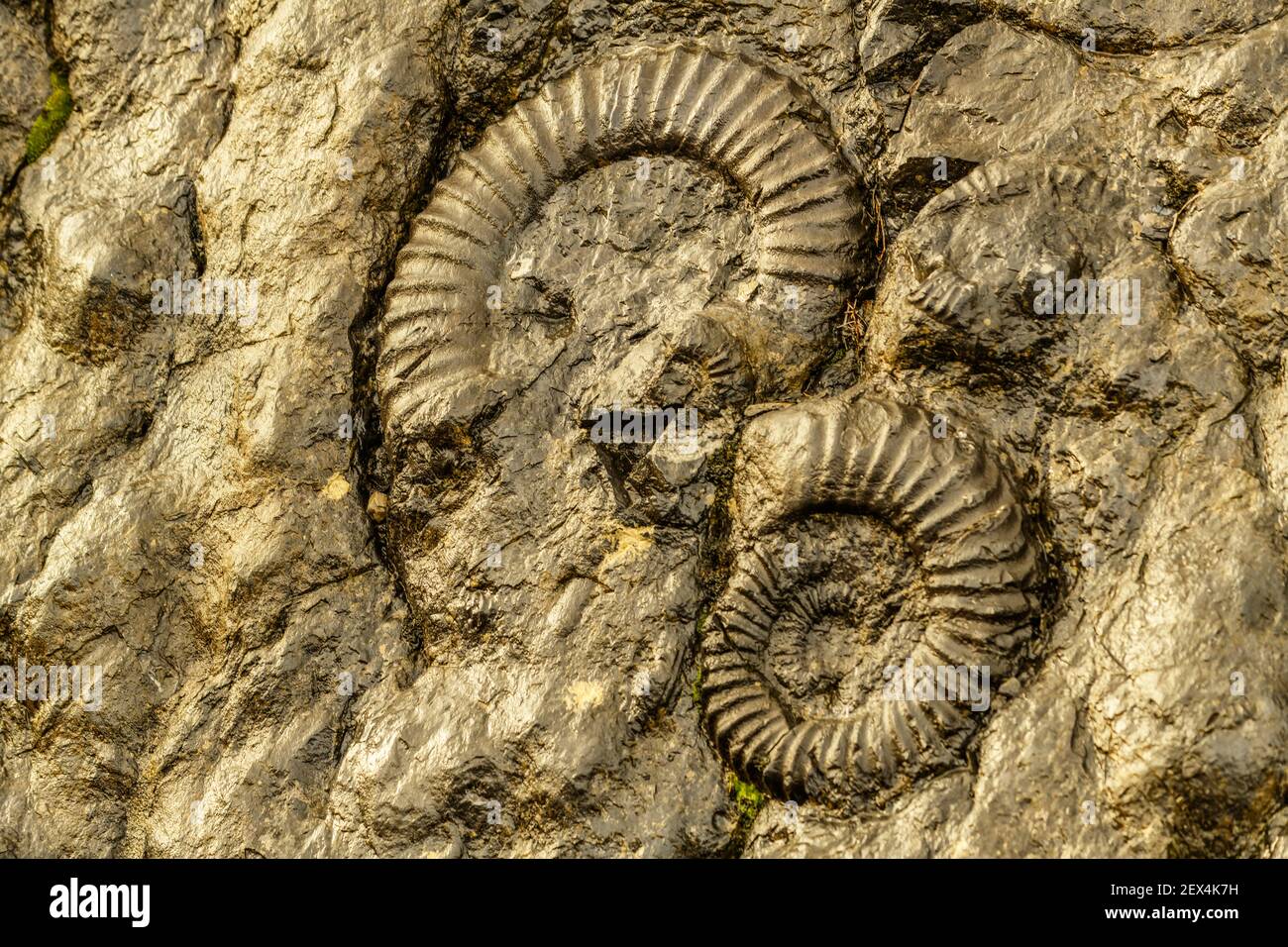 The Ammonite Slab in the rising sun in the rain. Over 320 square meters ...