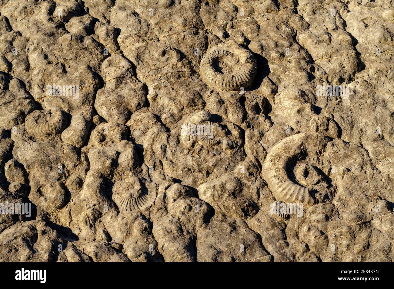 La Dalle aux Ammonites near Digne - Geological Reserve of. Over 320 ...