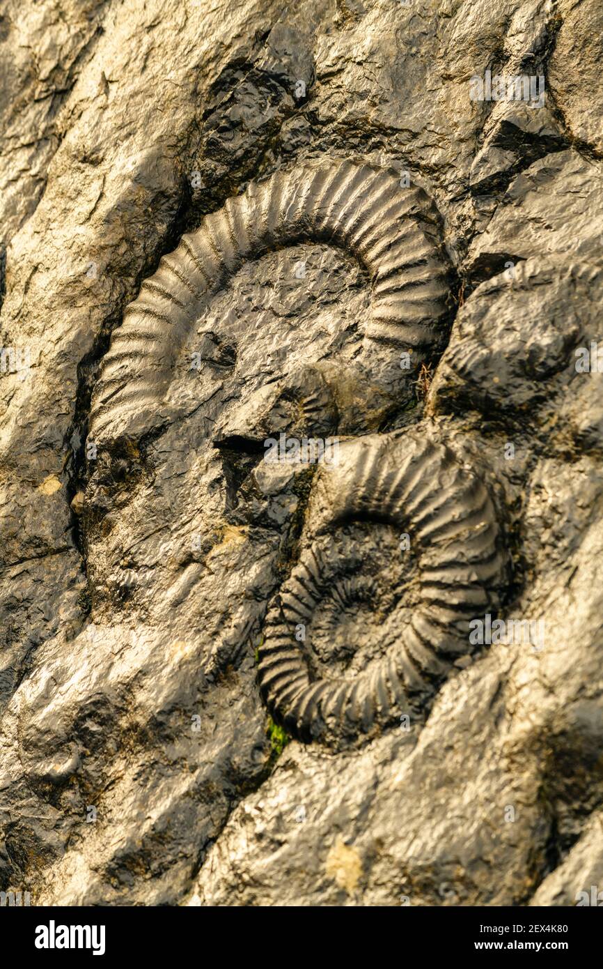 The Ammonite Slab in the rising sun in the rain. Over 320 square meters ...