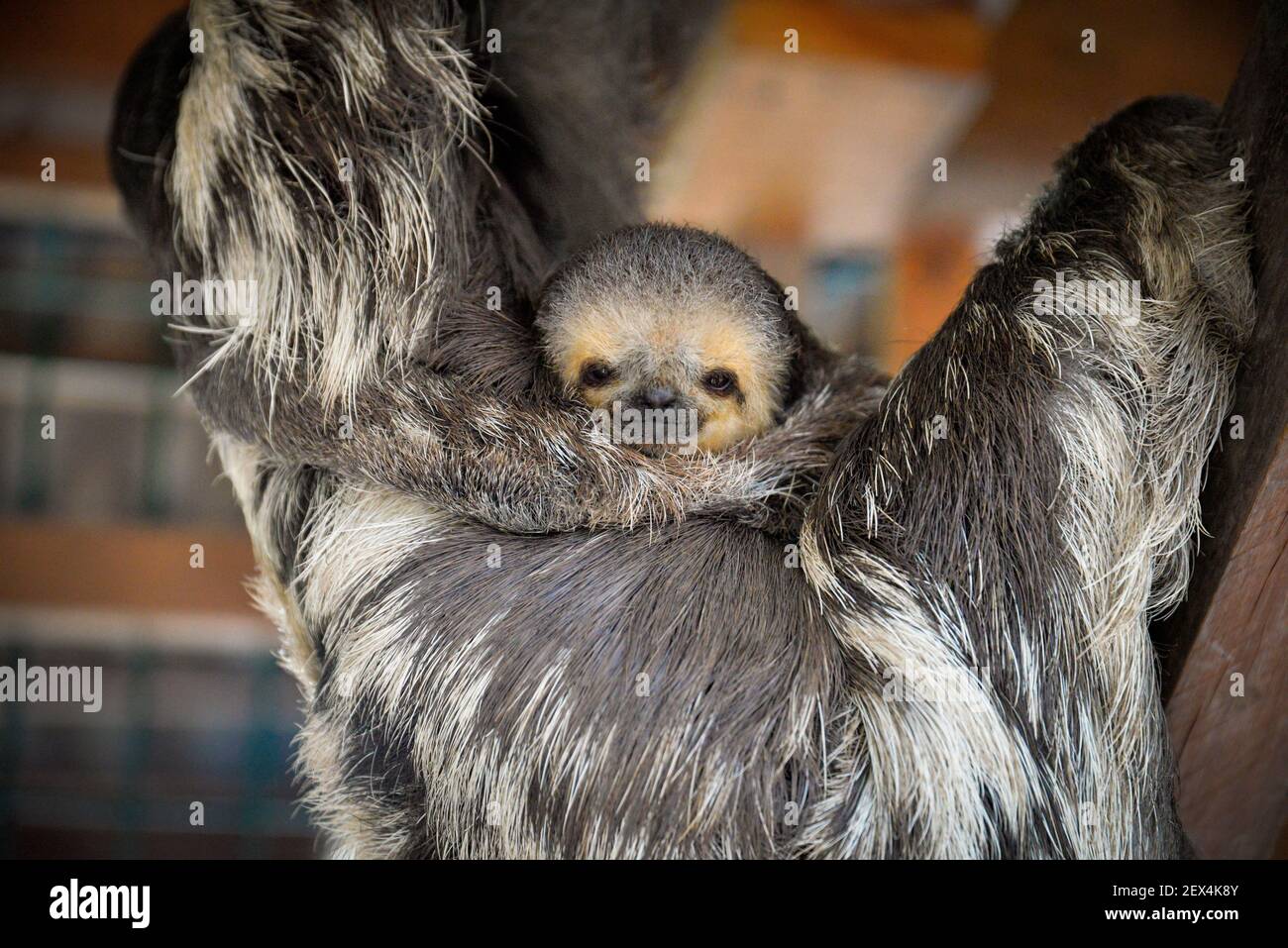 Pale-throated three-toed sloth (Bradypus tridactylus) young hanging on ...