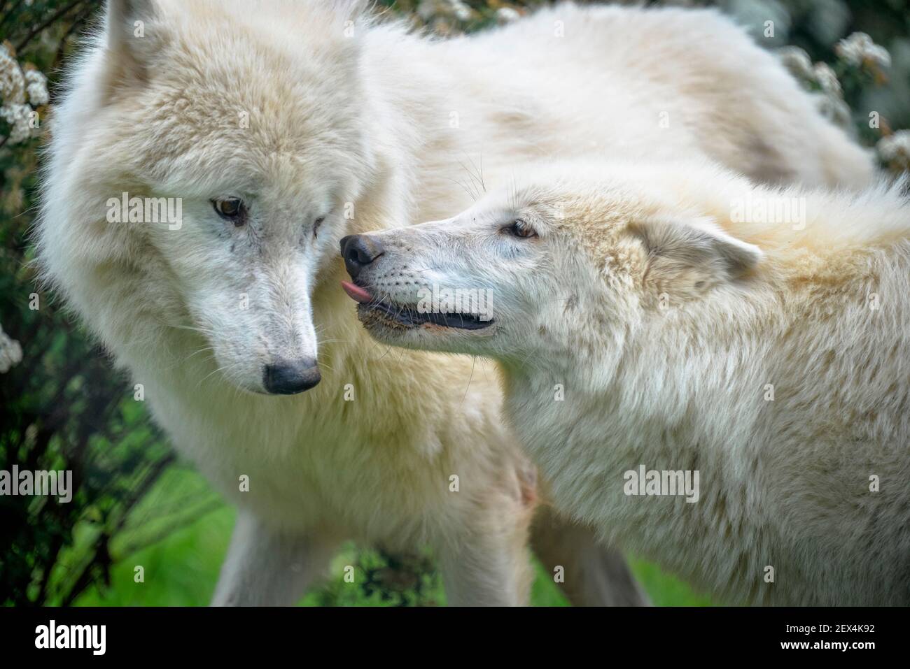 Arctic wolf (Canis lupus arctos) pair in spring Stock Photo - Alamy