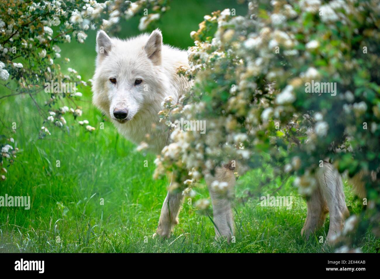 Arctic wolf (Canis lupus arctos) in spring Stock Photo - Alamy