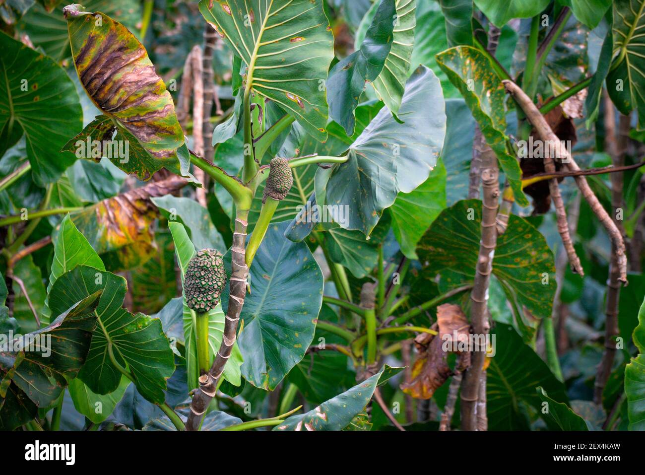 Yautia High Resolution Stock Photography and Images - Alamy