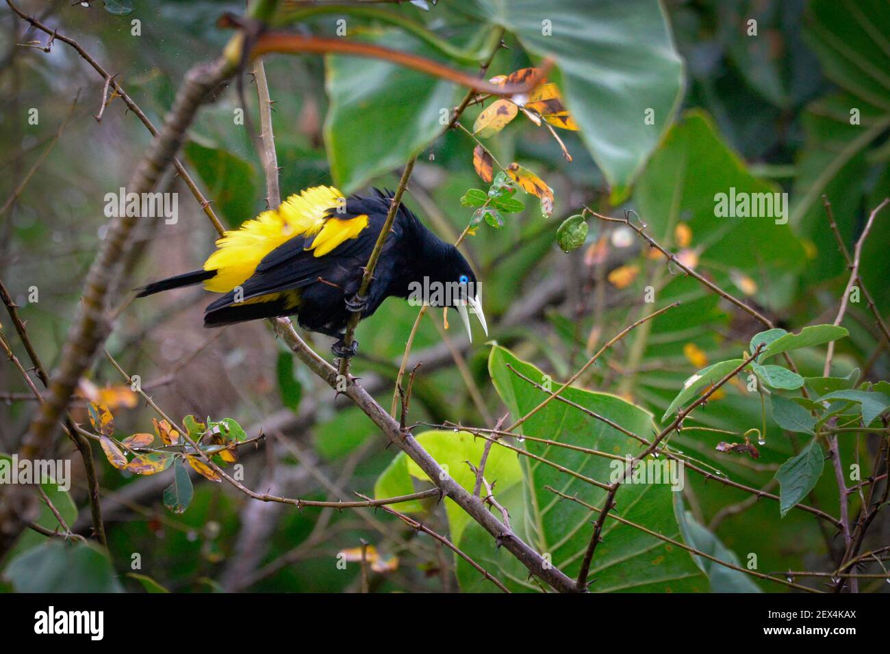 Yellow-rumped Cacique (Cacicus cela) in a tree, Reserve naturelle des ...