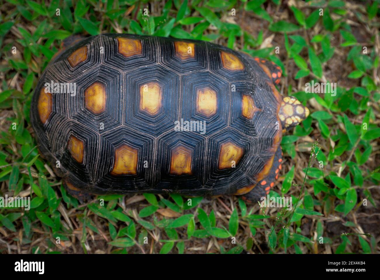 Red footed tortoise chelonoidis carbonaria hi-res stock photography and ...