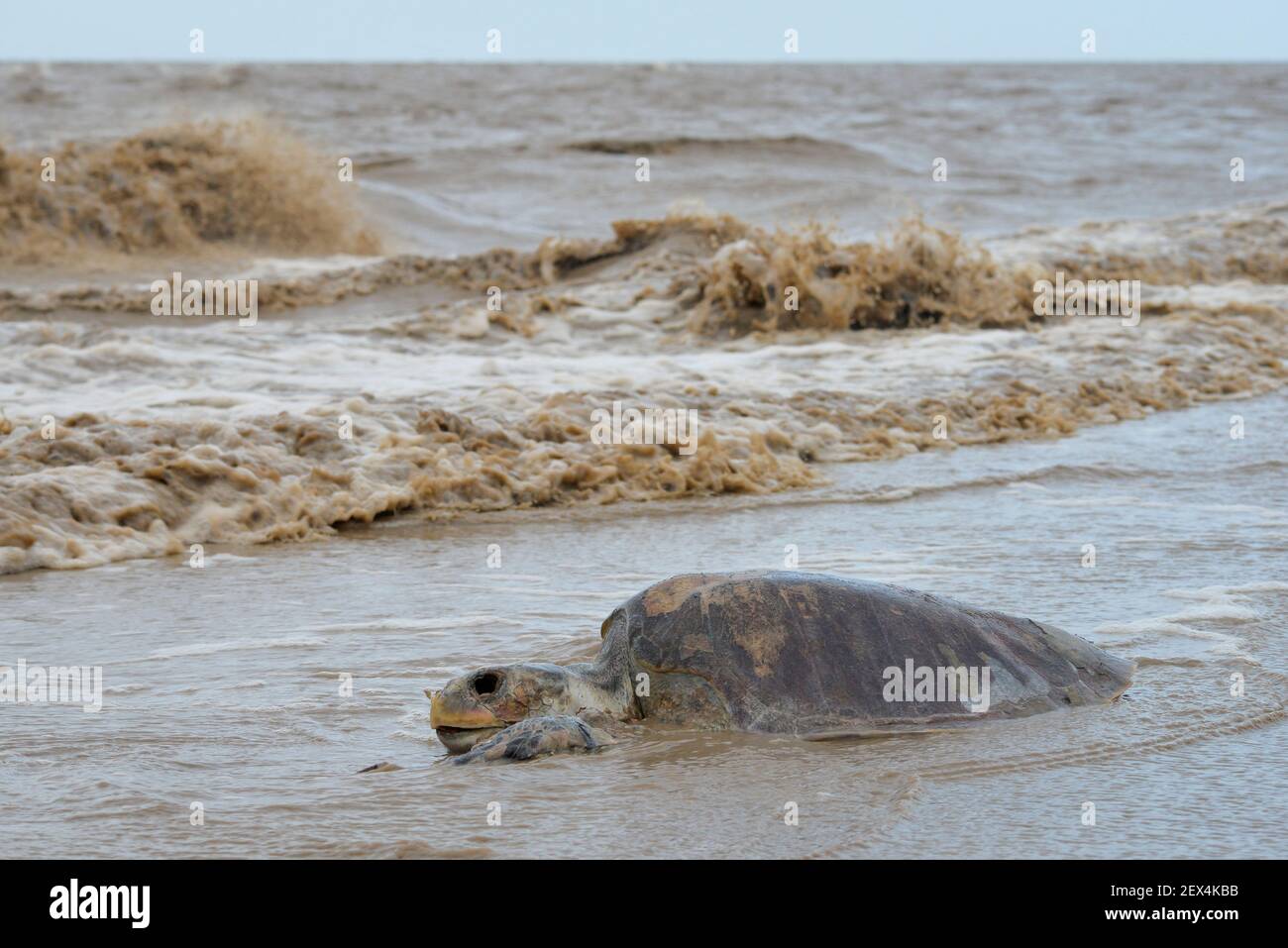 Pacific ridley sea turtle (Lepidochelys olivacea) corpse in the waves ...