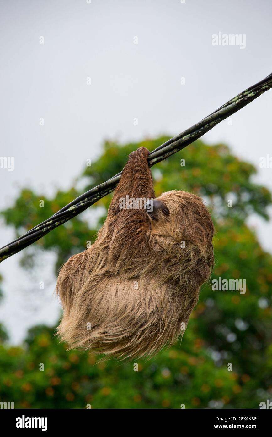 Linne’s two toed sloth hi-res stock photography and images - Alamy