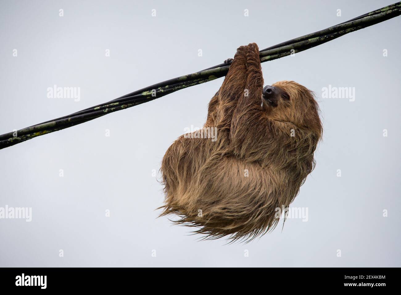 Southern two-toed Sloth (Choloepus didactylus) hanging from an electric ...
