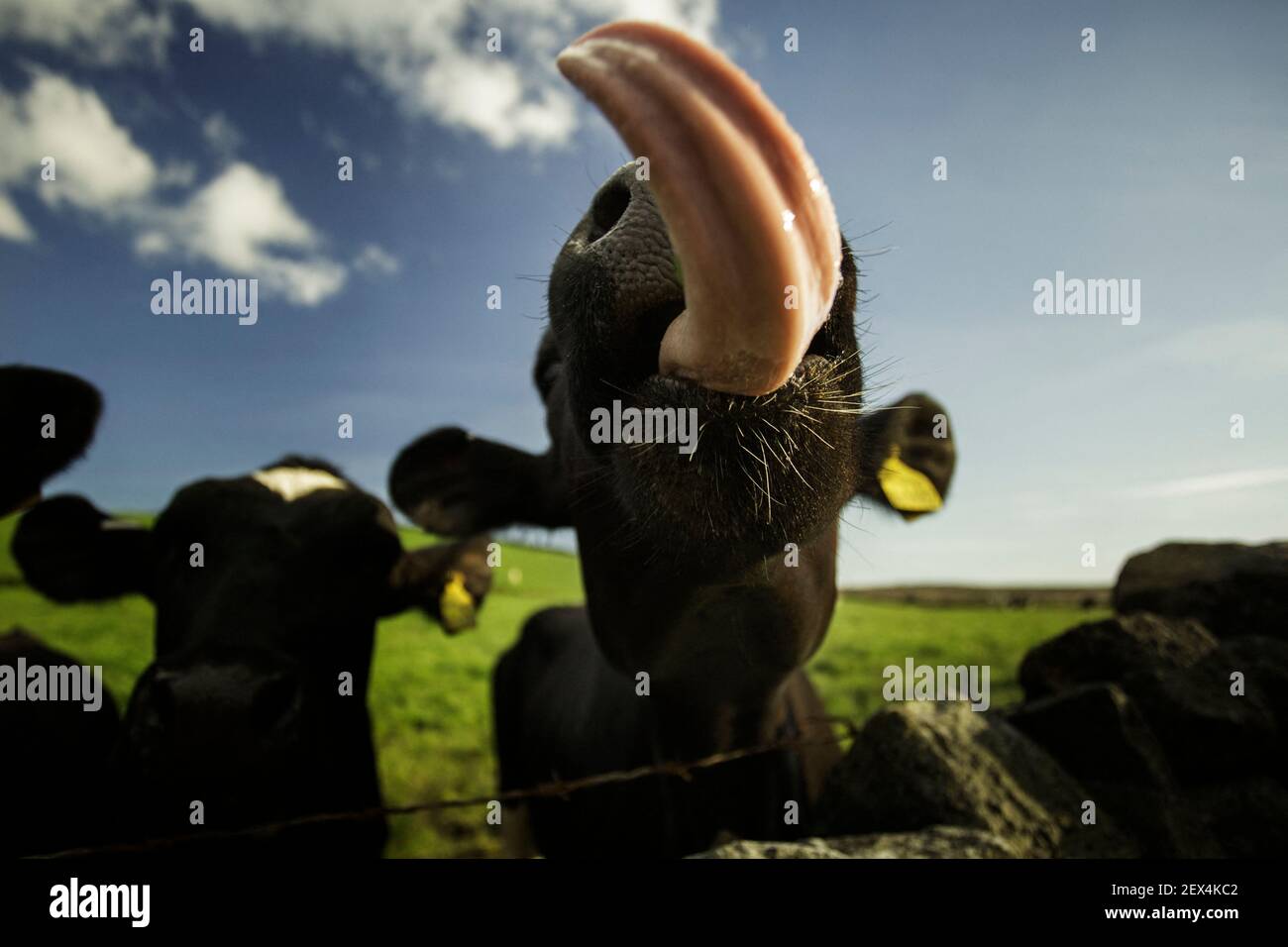Cheeky Cow. A cheeky Cow in the Peak District National Park, UK Stock ...