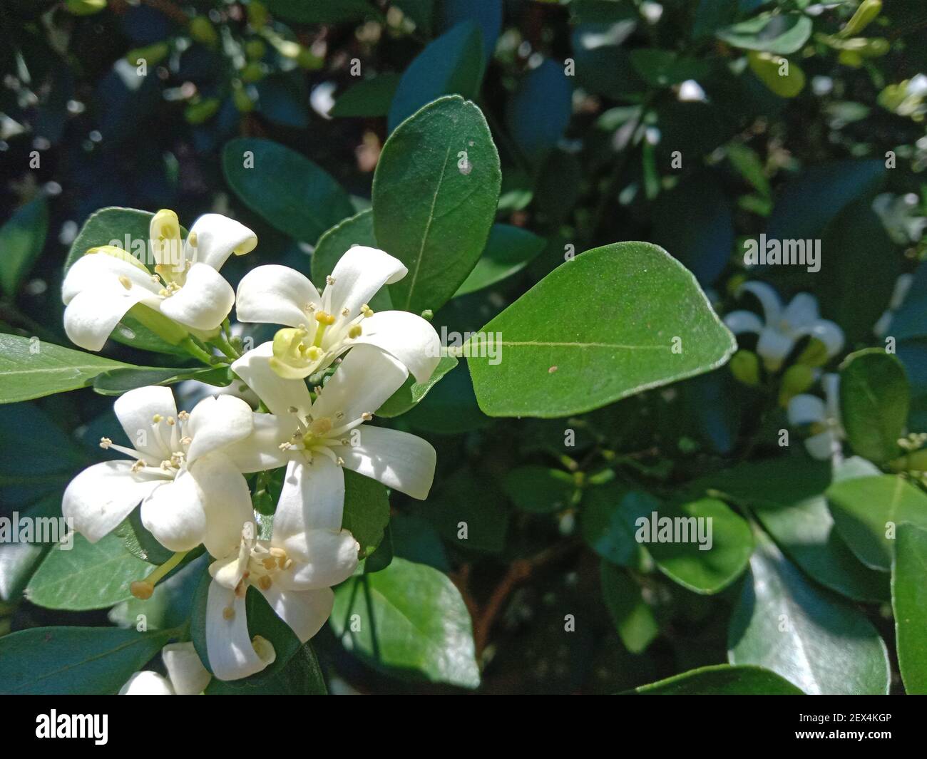 Natural background beautiful white background Stock Photo - Alamy