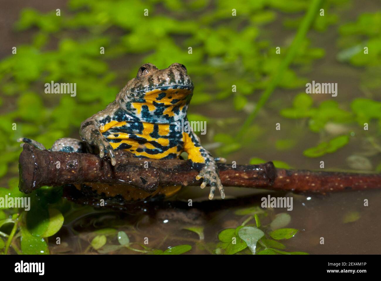 Yellow-bellied Toad (Bombina variegata), Vosges du Nord Regional Nature ...
