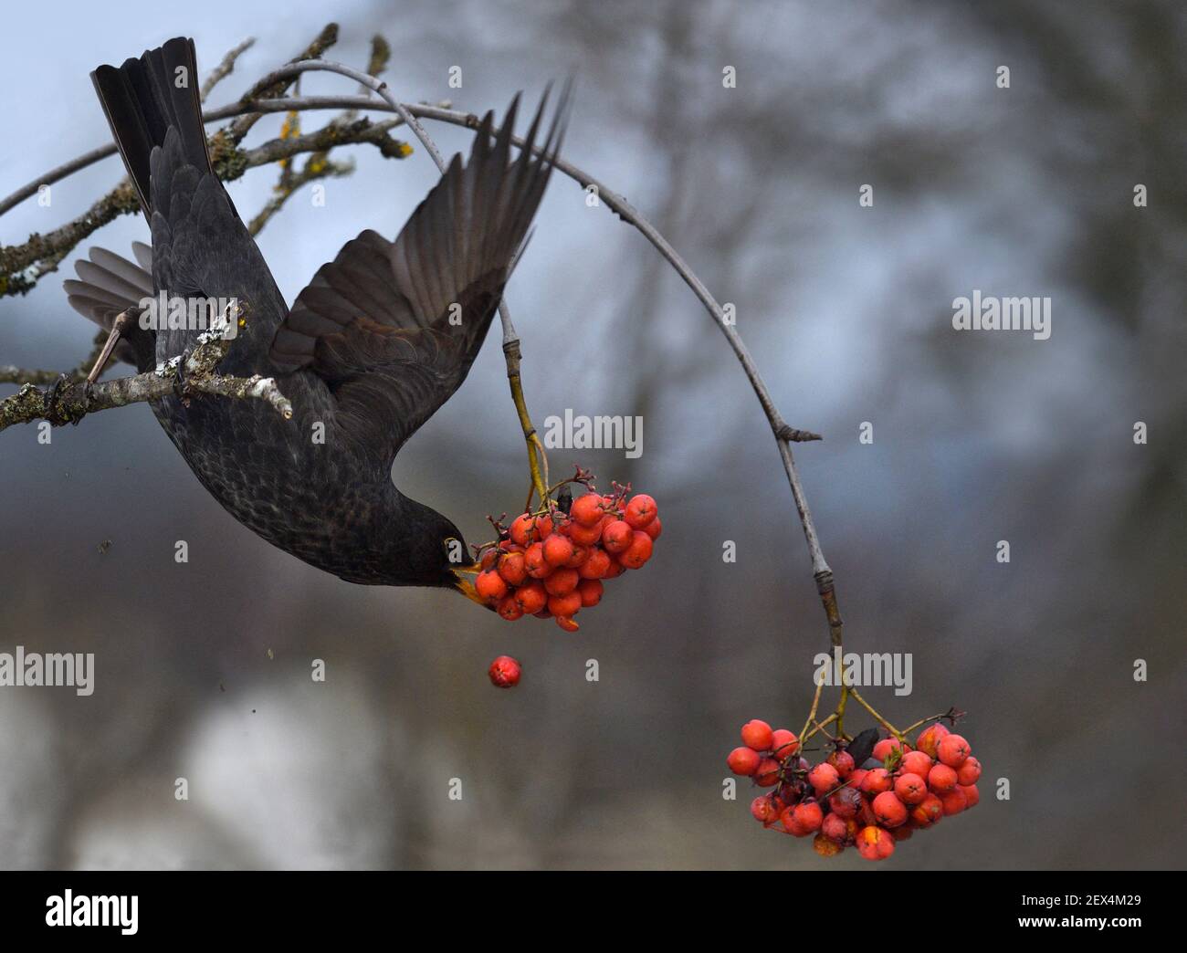 Black bird (Turdus merula) eating European mountain ash (Sorbus ...
