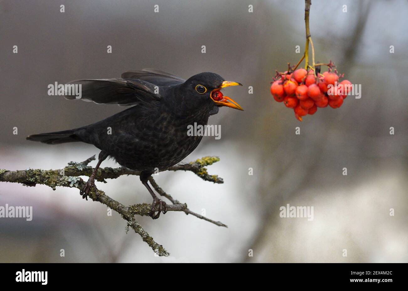 Black bird (Turdus merula) eating European mountain ash (Sorbus ...