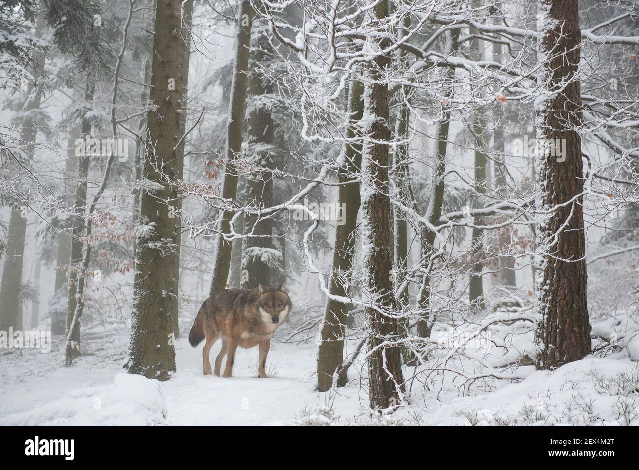 European wolf (Canis lupus) in the forest in winter, Parc naturel ...