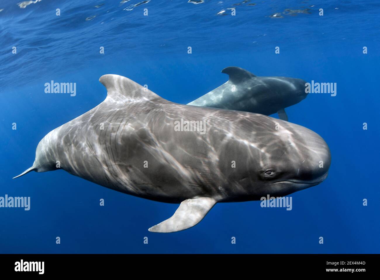 Pilot whale (Globicephala macrorhynchus). Tenerife, Canary Islands ...