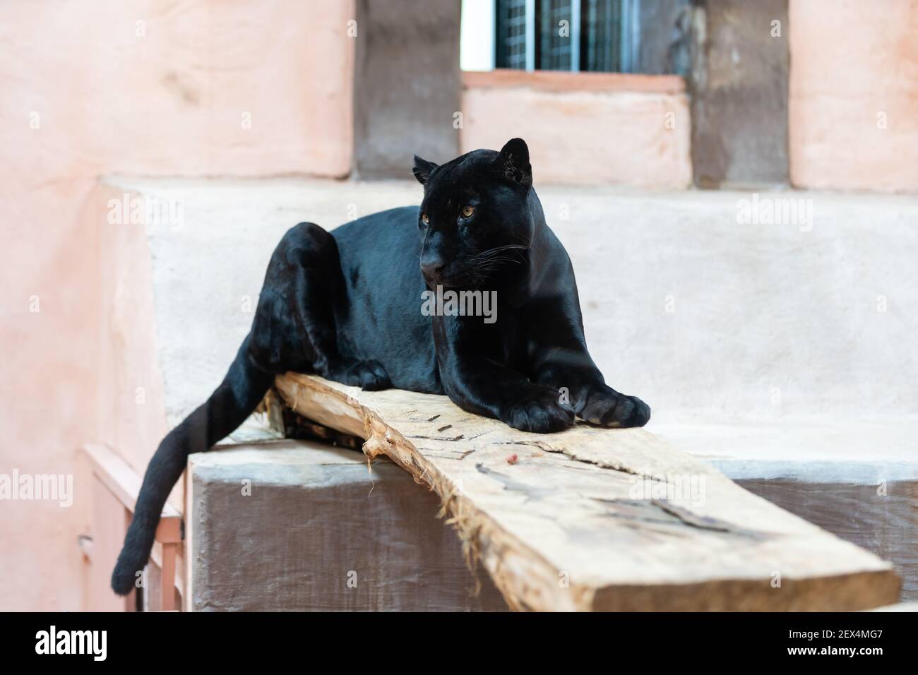 Black panther snarling hi-res stock photography and images - Alamy