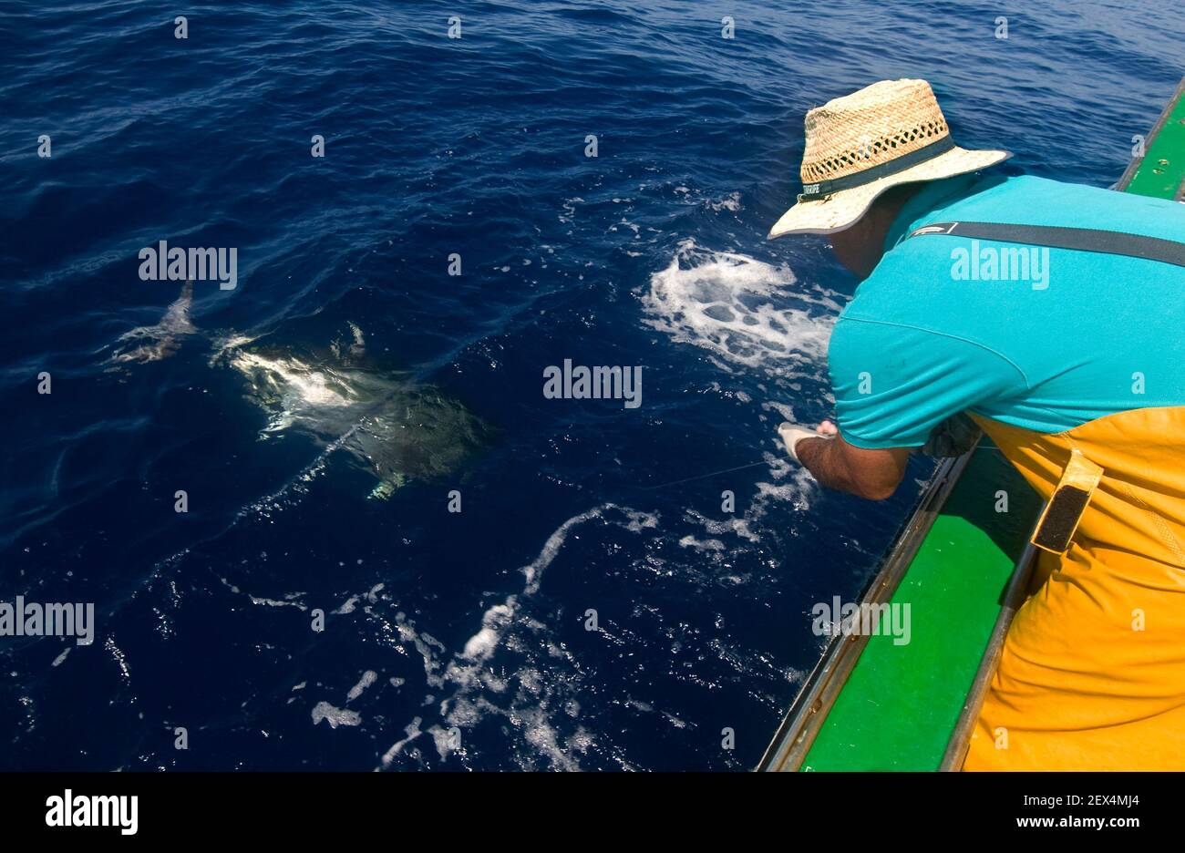 Artisanal and selective tuna fishing (Thunnus obesus). Atlantic Ocean ...