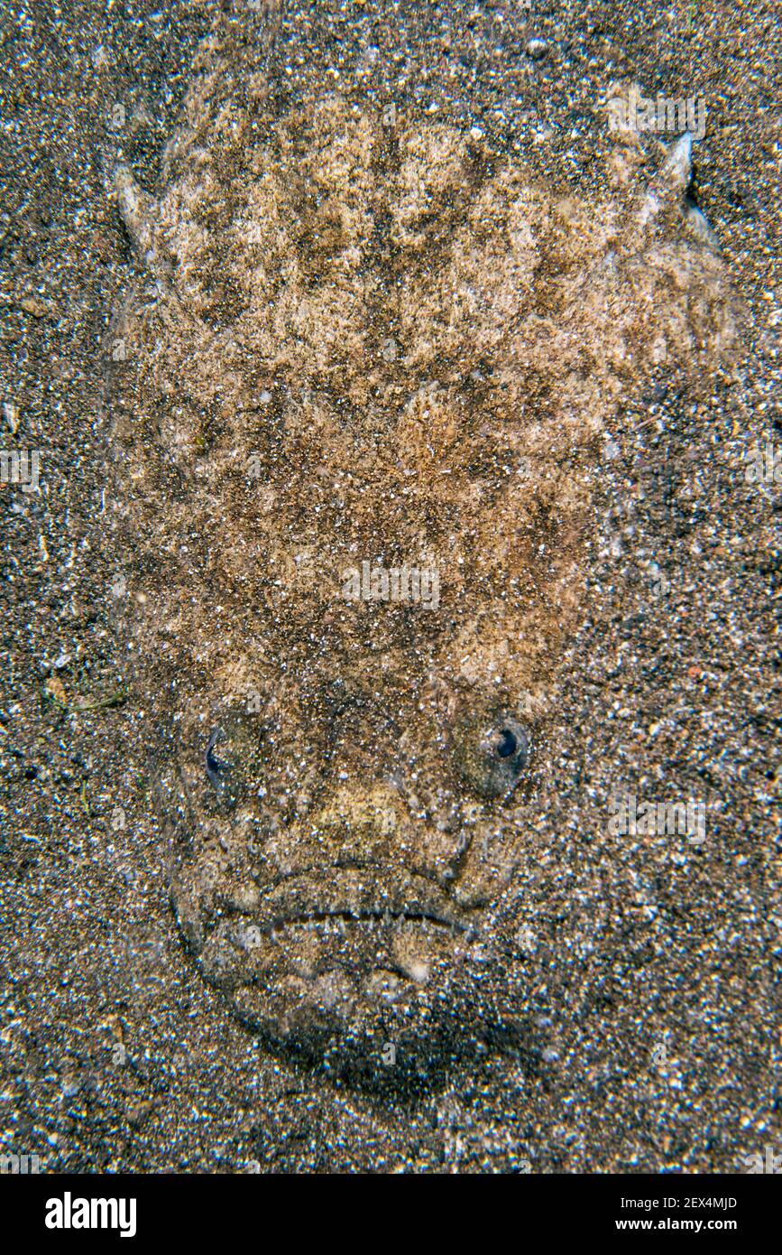 Atlantic stargazer(Uranoscopus scaber). He lives buried in the sand ...