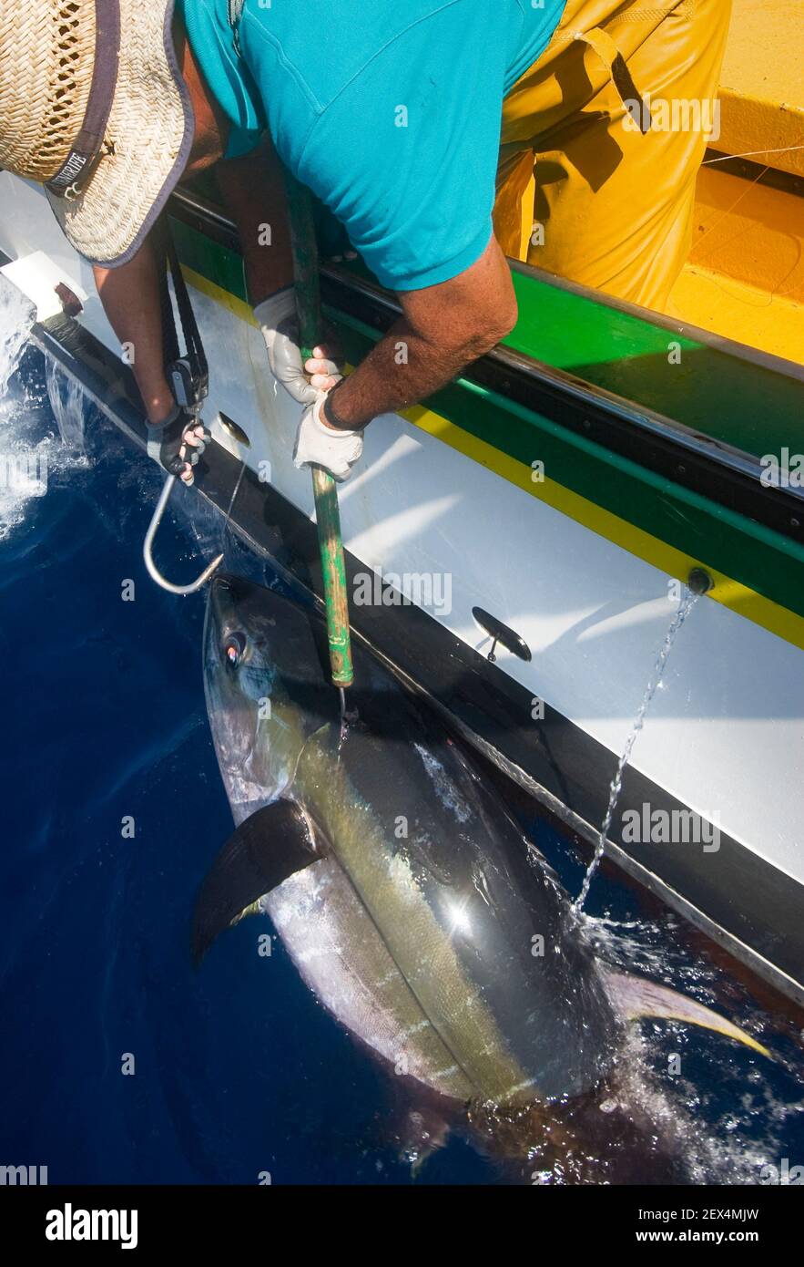Artisanal and selective tuna fishing (Thunnus obesus). Atlantic Ocean ...