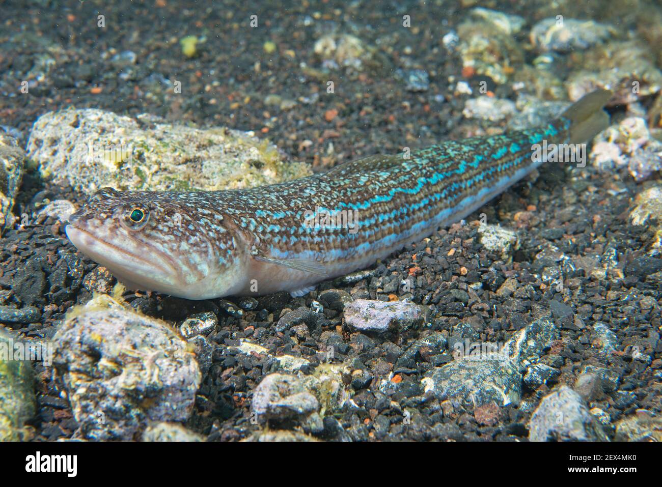 Atlantic Lizardfish (Synodus saurus).Fish of the Canary Islands ...