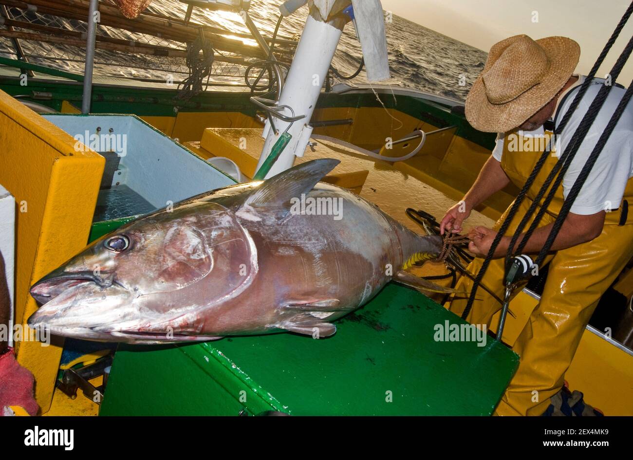 Artisanal and selective tuna fishing (Thunnus obesus). Atlantic Ocean ...