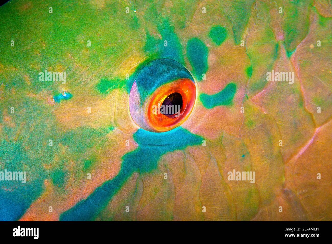 Parrot fish eye hi-res stock photography and images - Alamy