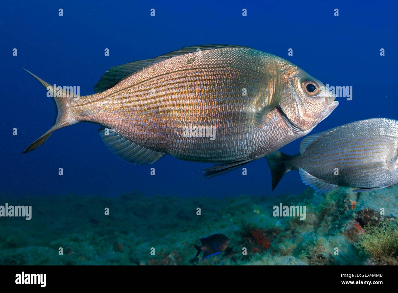 Black seabream (Spondyliosoma cantharus). Fish of the Canary Islands ...