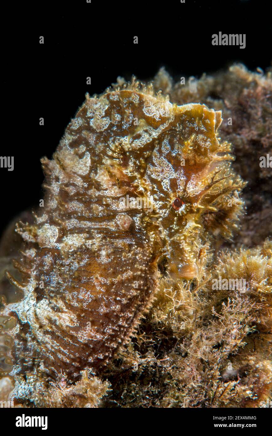 Sea-horse (Hippocampus hippocampus), Fish of the Canary Islands ...