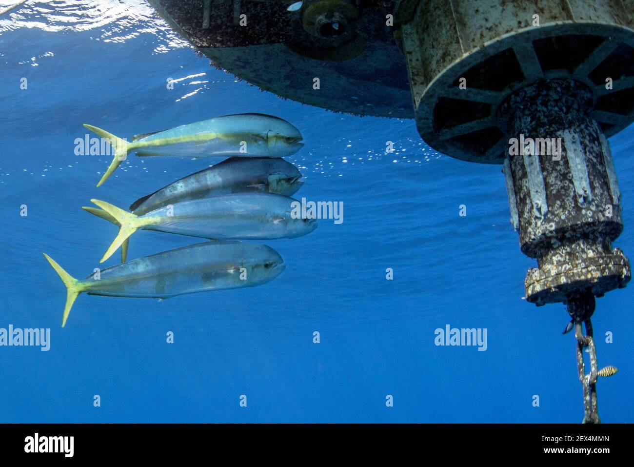 Mahi mahi - Common dolphinfish (Coryphaena hippurus). Tenerife, Canary ...