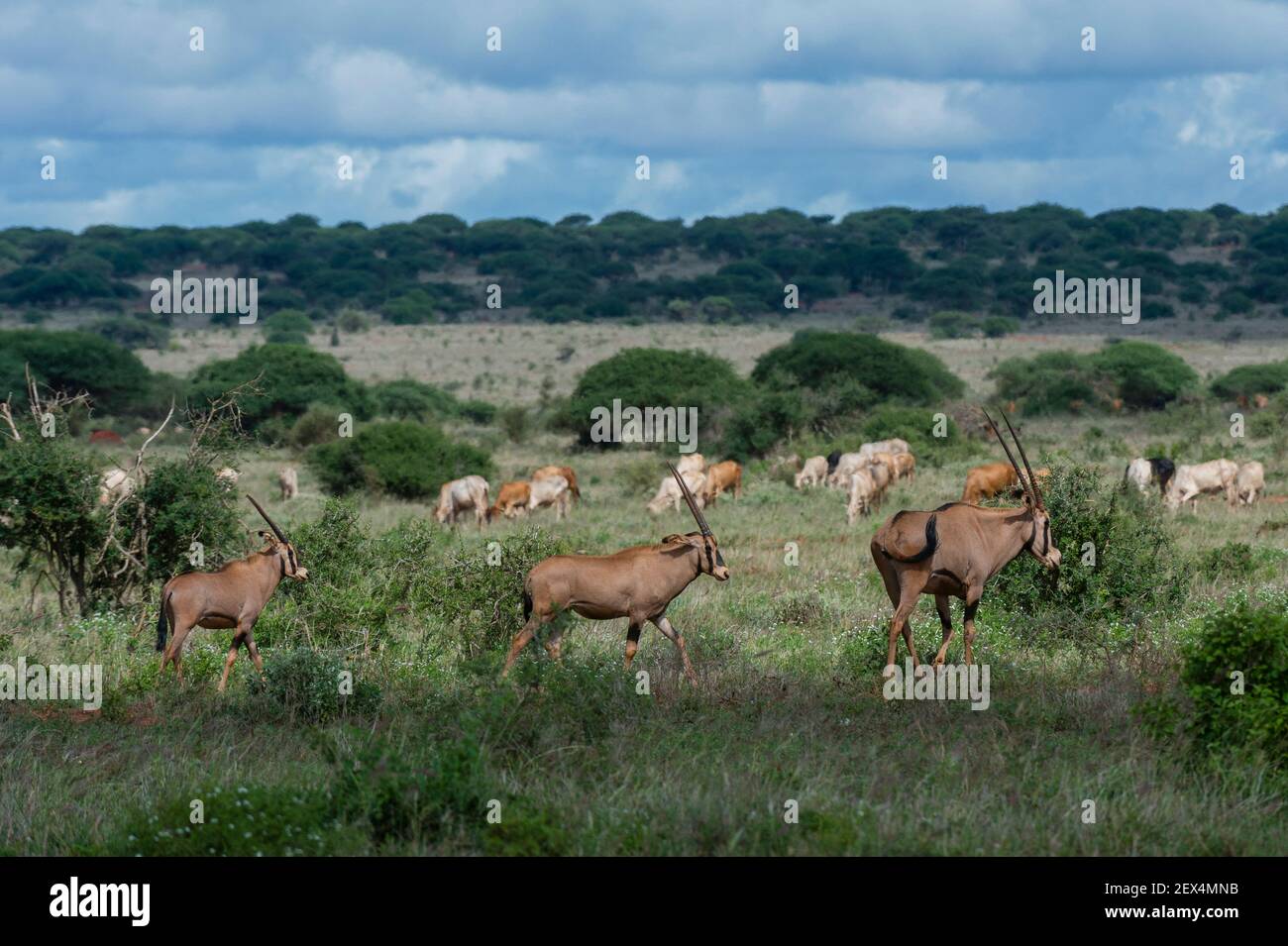 East African oryx, Oryx beisa, known also as Beisa oryx, passing by a ...