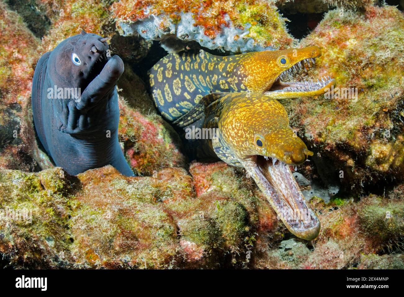 Canary fish. BLACK MORAY (Muraena augusti) and TIGER MORAY (Enchelycore ...