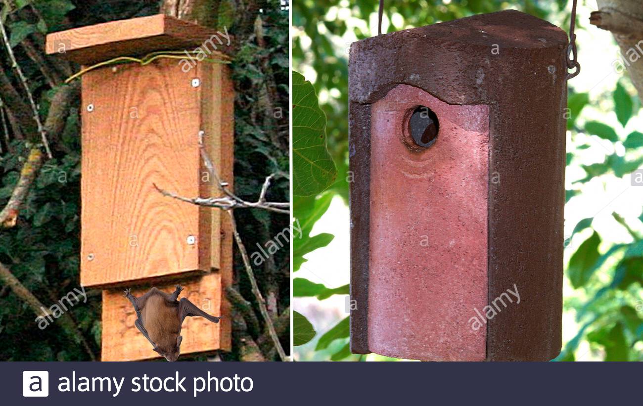 Bat Wood Boxes High Resolution Stock Photography and Images - Alamy