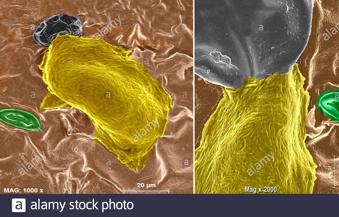 Microphotos High Resolution Stock Photography and Images - Alamy