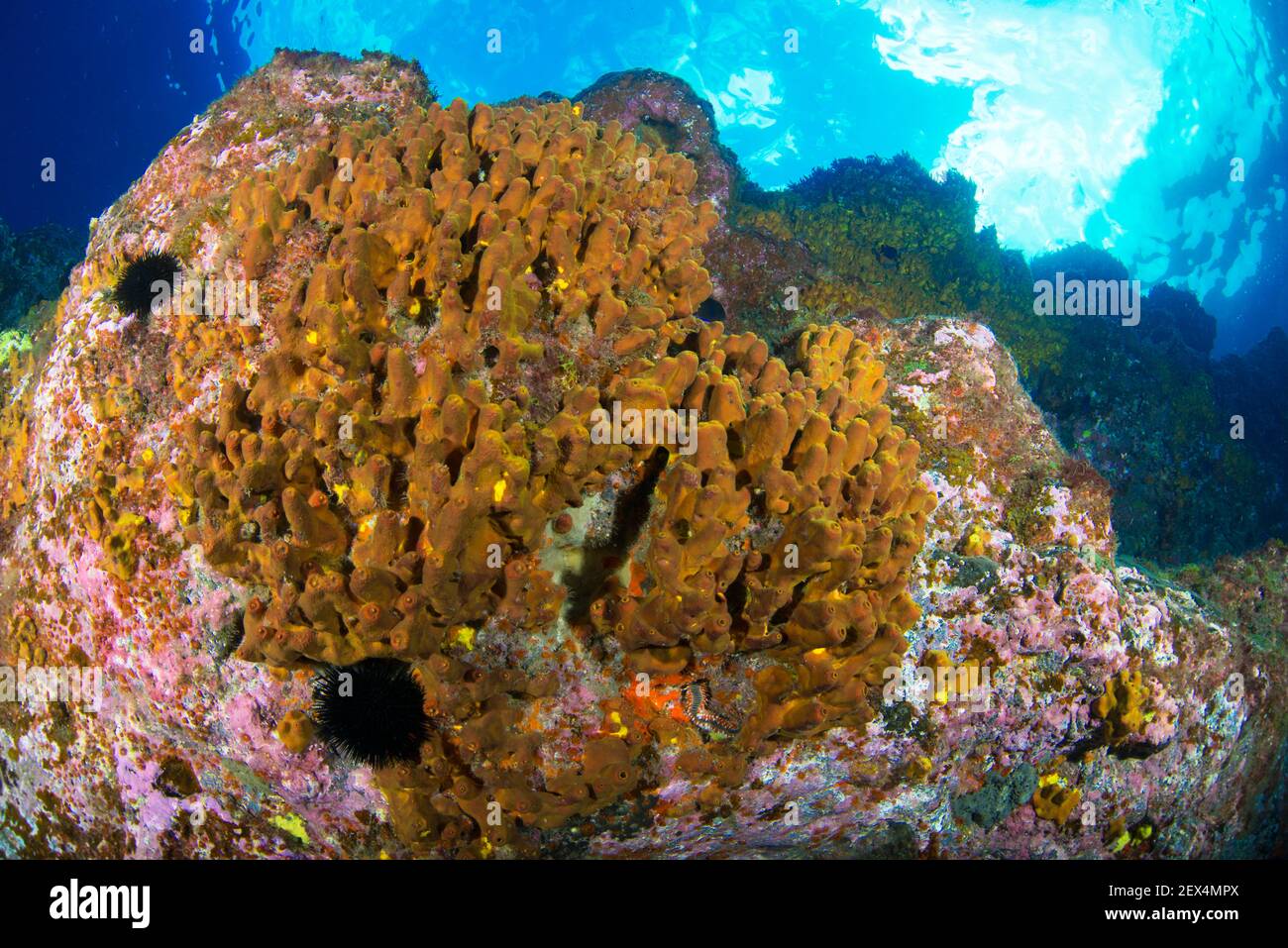 Invertebrates Pictures Sponge