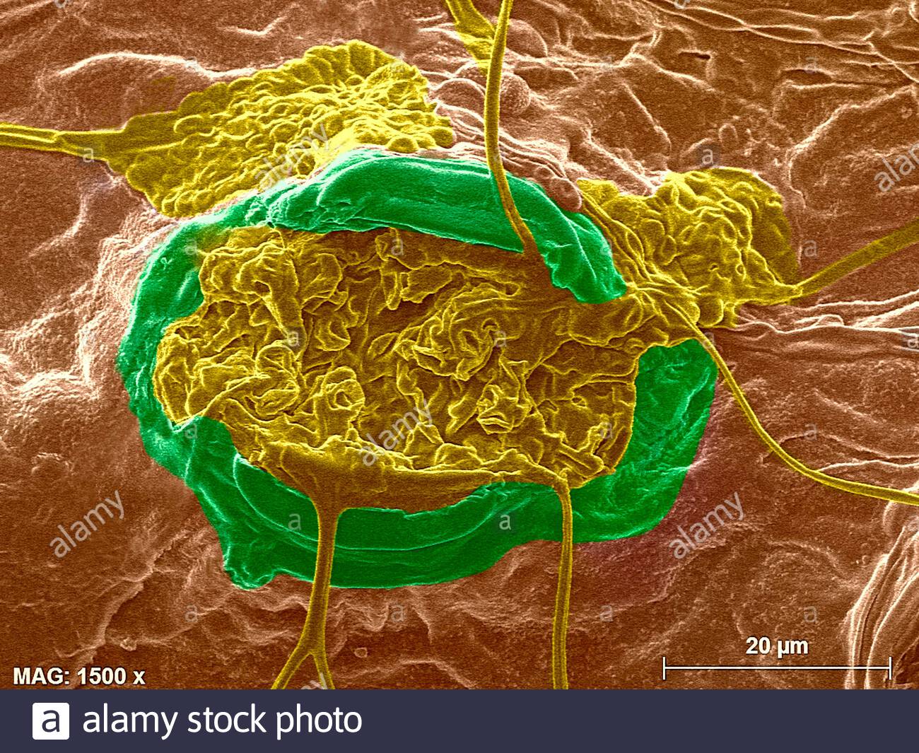 Colletotrichum Sp High Resolution Stock Photography and Images - Alamy