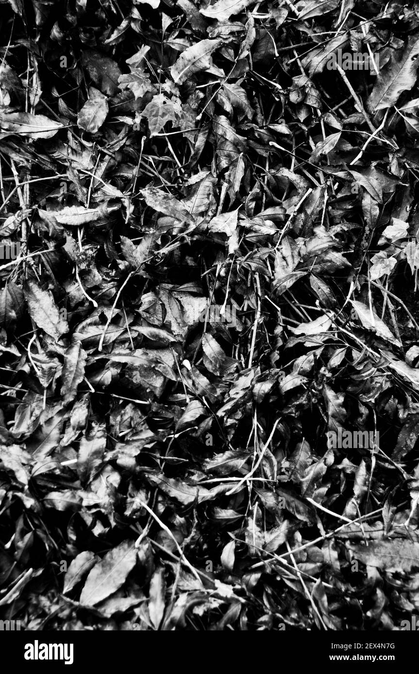 Abstract leaves background Black and White Stock Photos & Images - Alamy