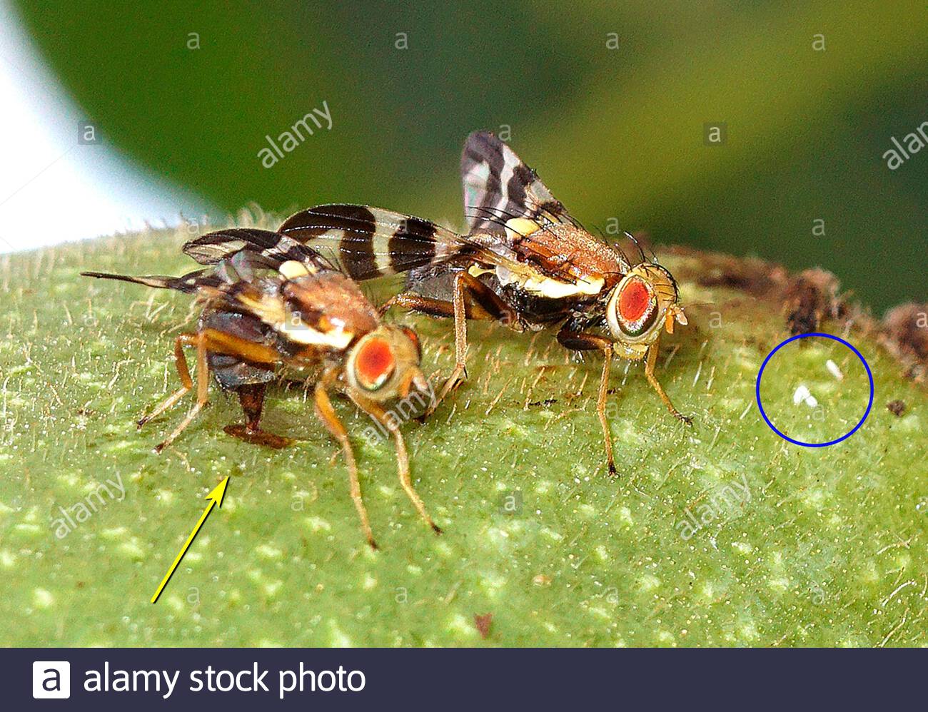 Rhagoletis High Resolution Stock Photography and Images - Alamy