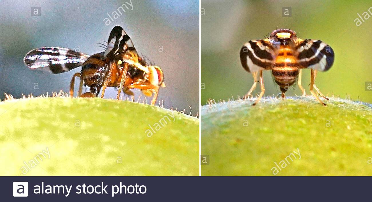 Rhagoletis High Resolution Stock Photography and Images - Alamy