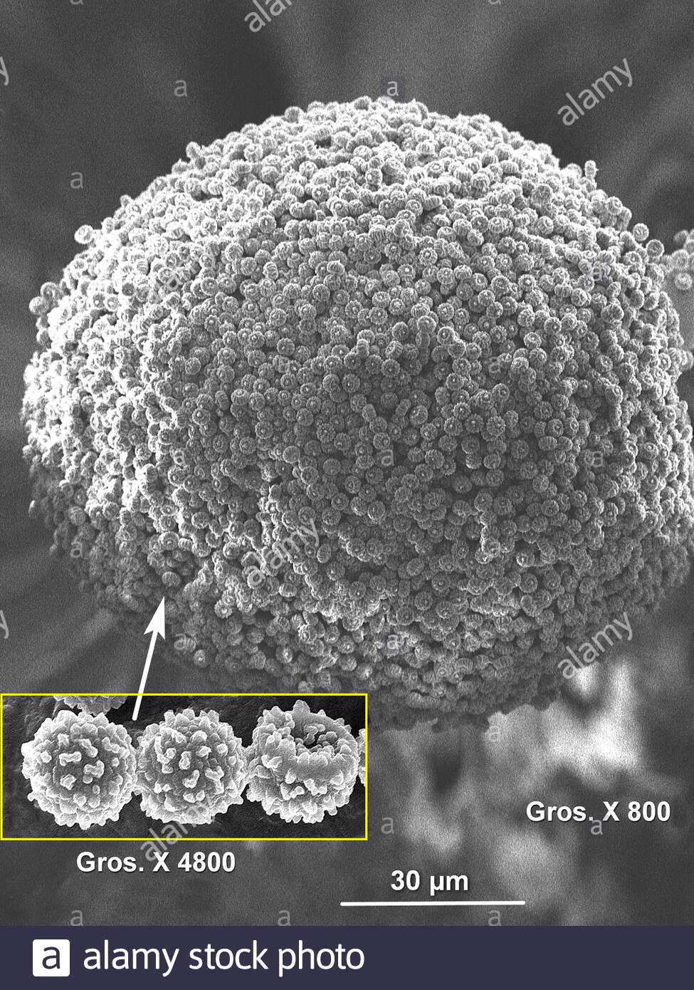 Aspergillus Niger High Resolution Stock Photography and Images - Alamy