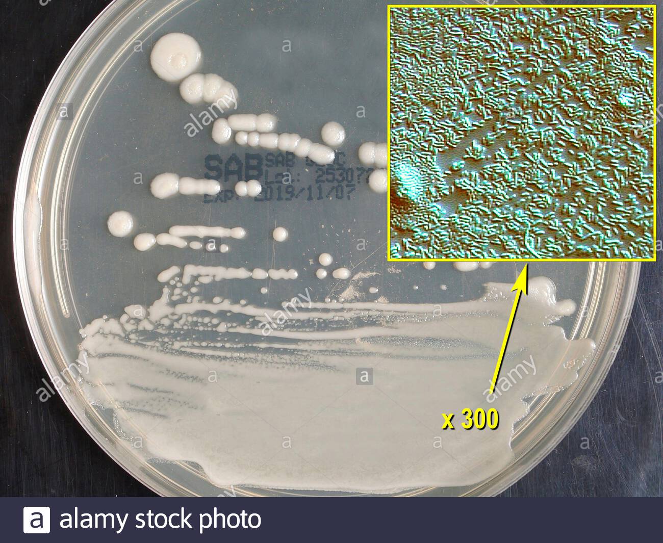 Microphotos High Resolution Stock Photography and Images - Alamy