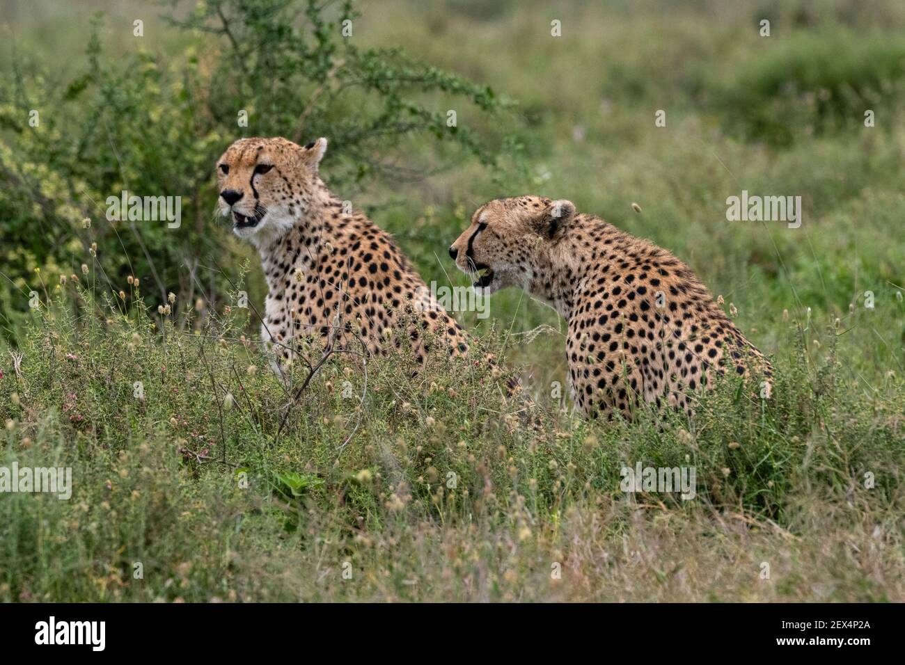 Sit and wait predator hi-res stock photography and images - Alamy